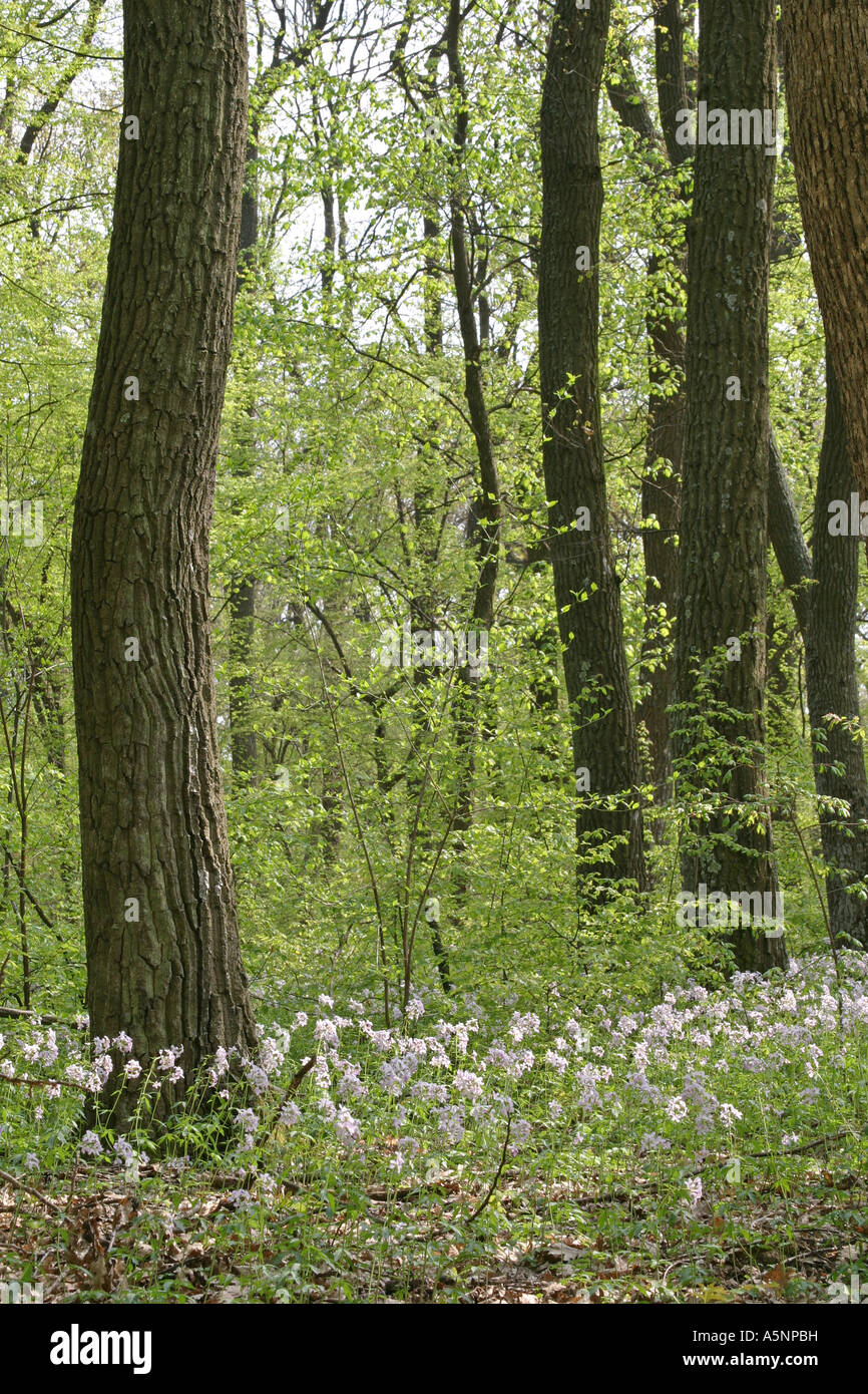 Oak forest in late spring, Strandzha Mountain Nature Park, Bulgaria ...