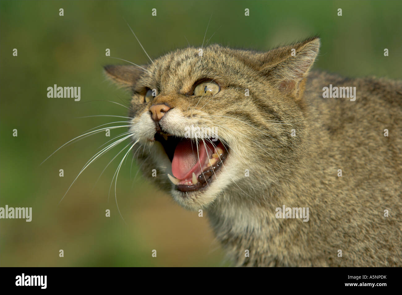 European Wild Cat, Felis silvestris, adult snarling Stock Photo - Alamy