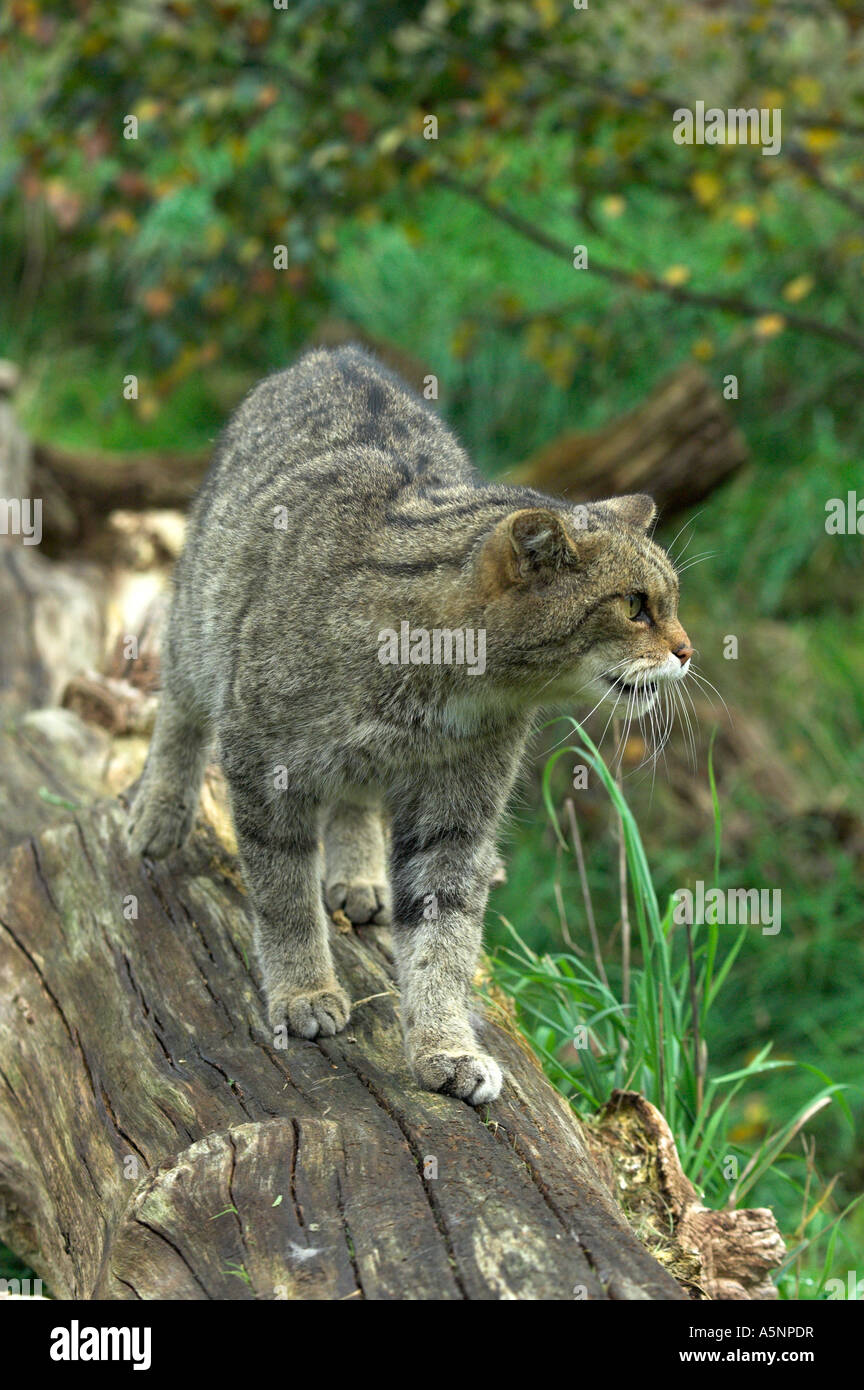 Scottish wild cat on tree hi-res stock photography and images - Alamy