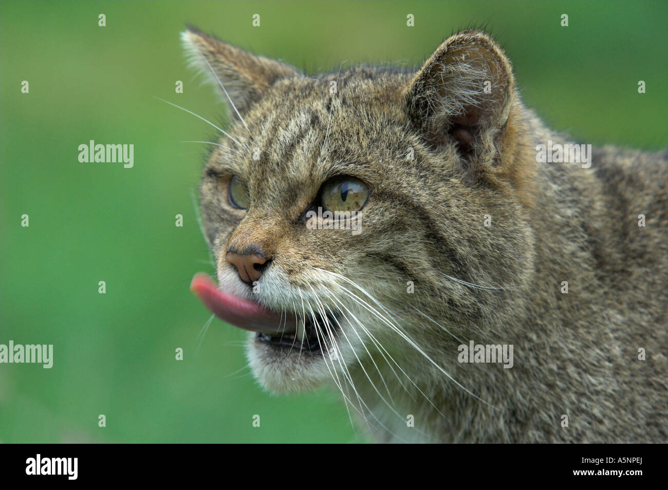 European Wild Cat, Felis silvestris Stock Photo - Alamy