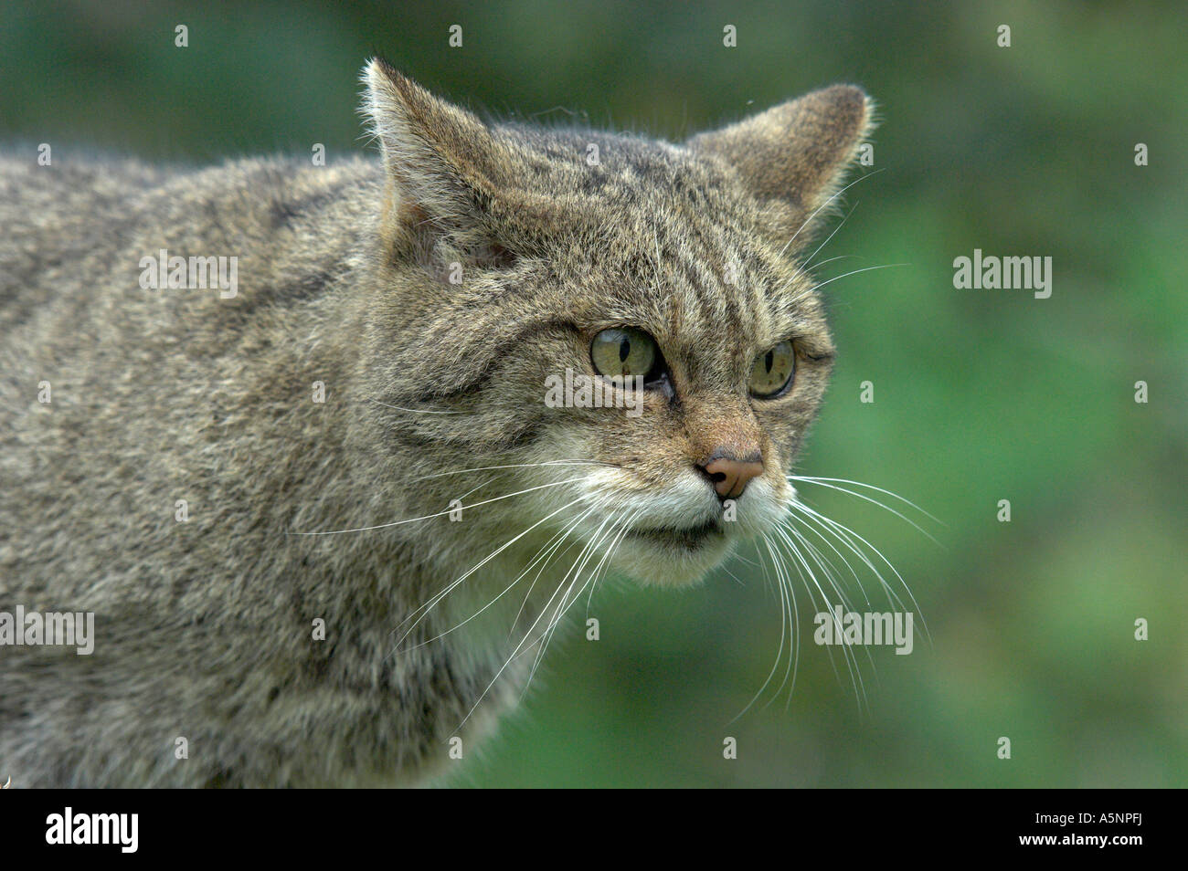 European Wild Cat, Felis silvestris Stock Photo - Alamy