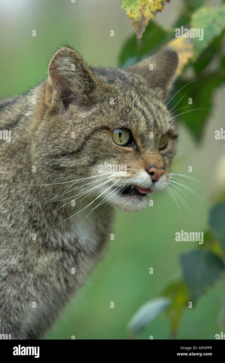 European Wild Cat, Felis silvestris Stock Photo - Alamy