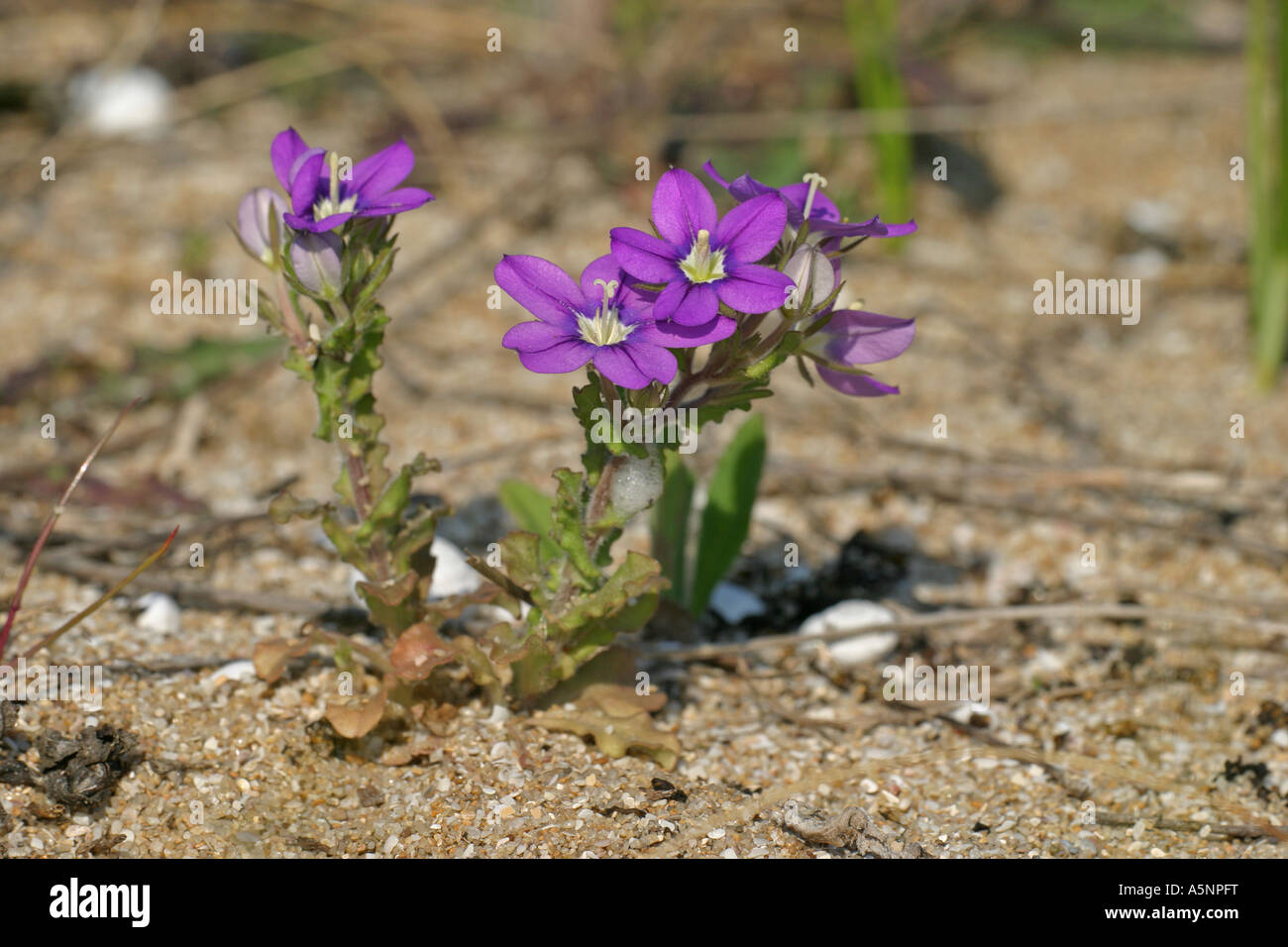 venus´s looking glass (Legousia speculum-veneris) (Campanula speculum ...