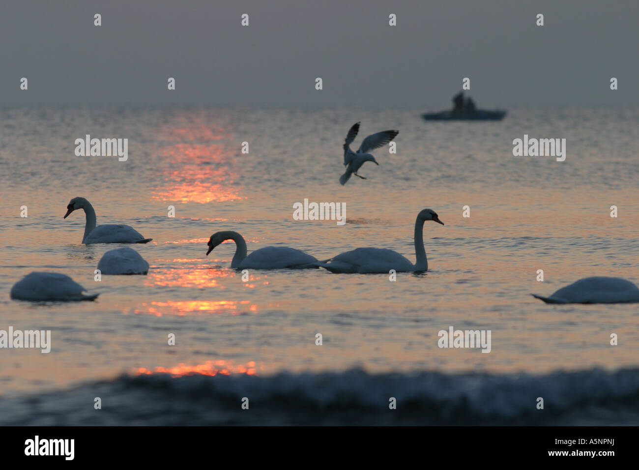 Swan black sea hi-res stock photography and images - Alamy