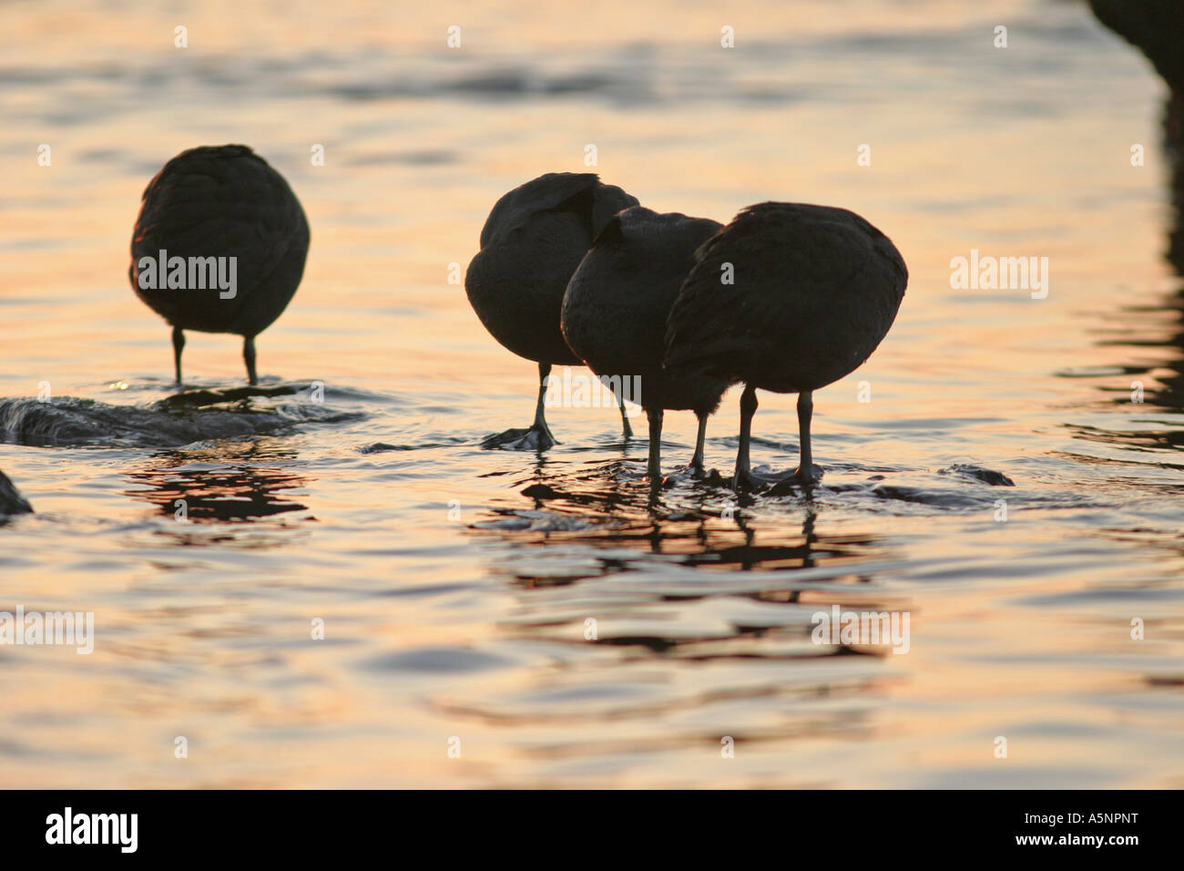 Sleeping coot hi-res stock photography and images - Alamy