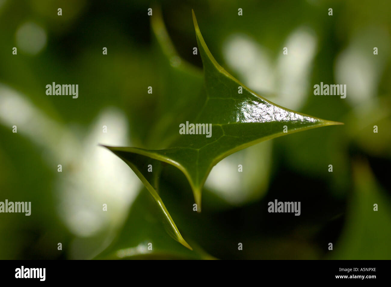 Holly leaf close up New Forest England Stock Photo - Alamy