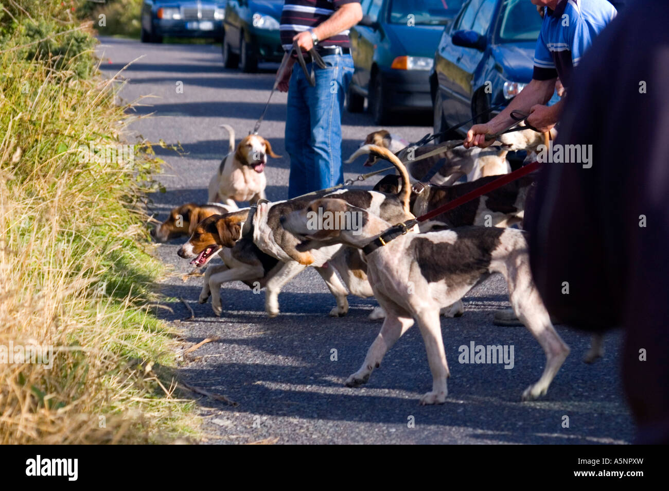 Dog Rag Racing, Valentia Island, County Kerry, Ireland Stock Photo - Alamy
