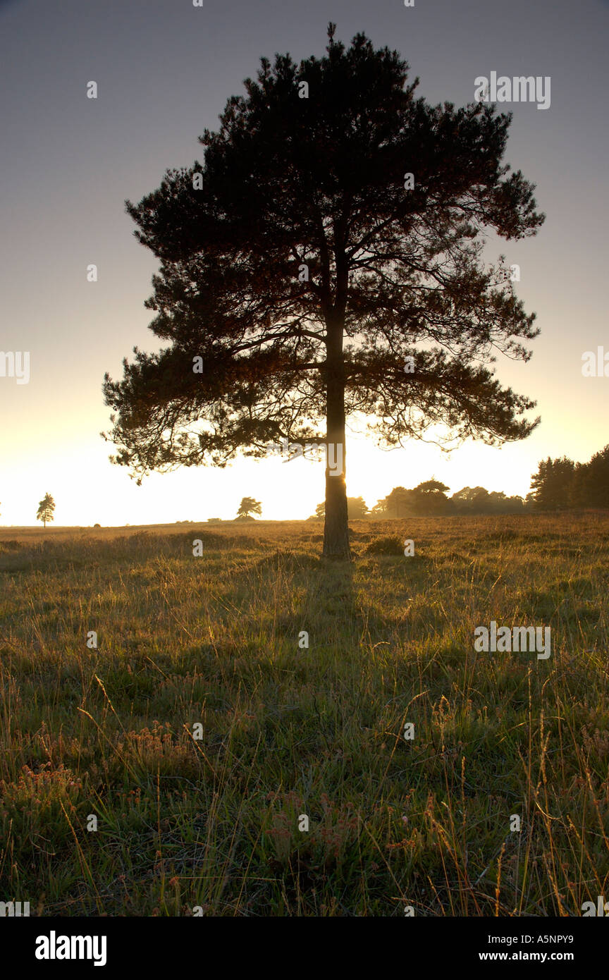 Pine tree at sunset near Brockenhurst New Forest England Stock Photo ...