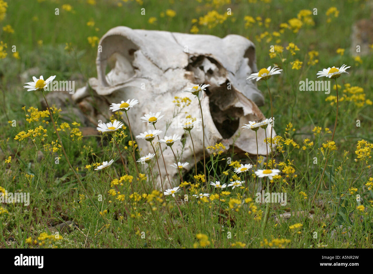 Bos Taurus skull Stock Photo - Alamy