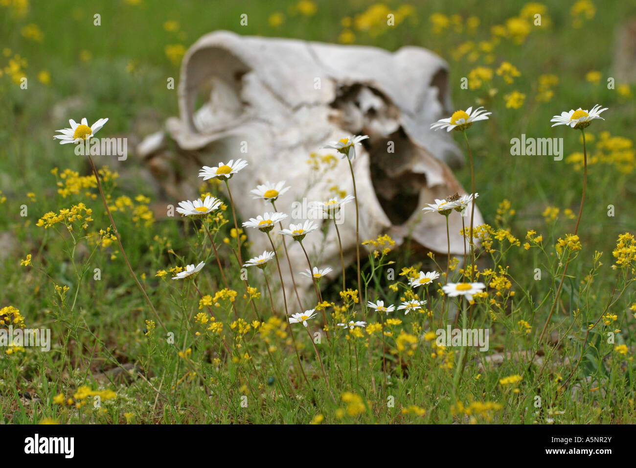 Bos Taurus skull Stock Photo - Alamy