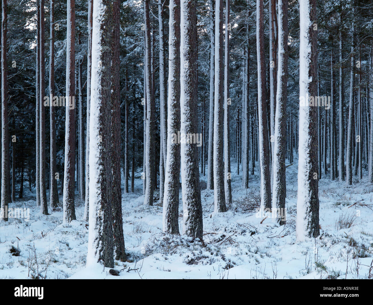 Tree trees winter firs hi-res stock photography and images - Alamy