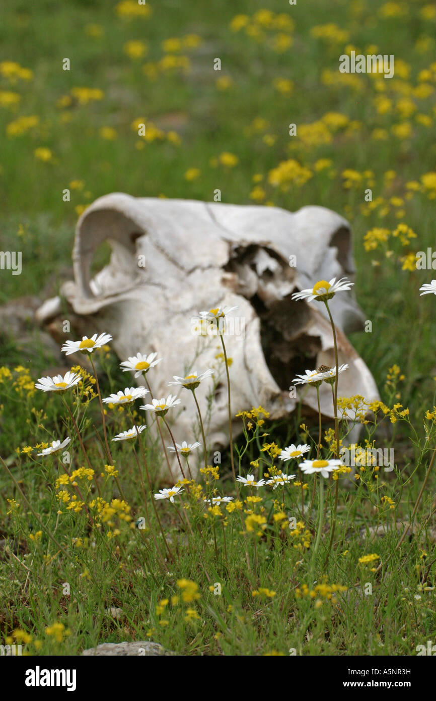 Bos Taurus skull Stock Photo - Alamy
