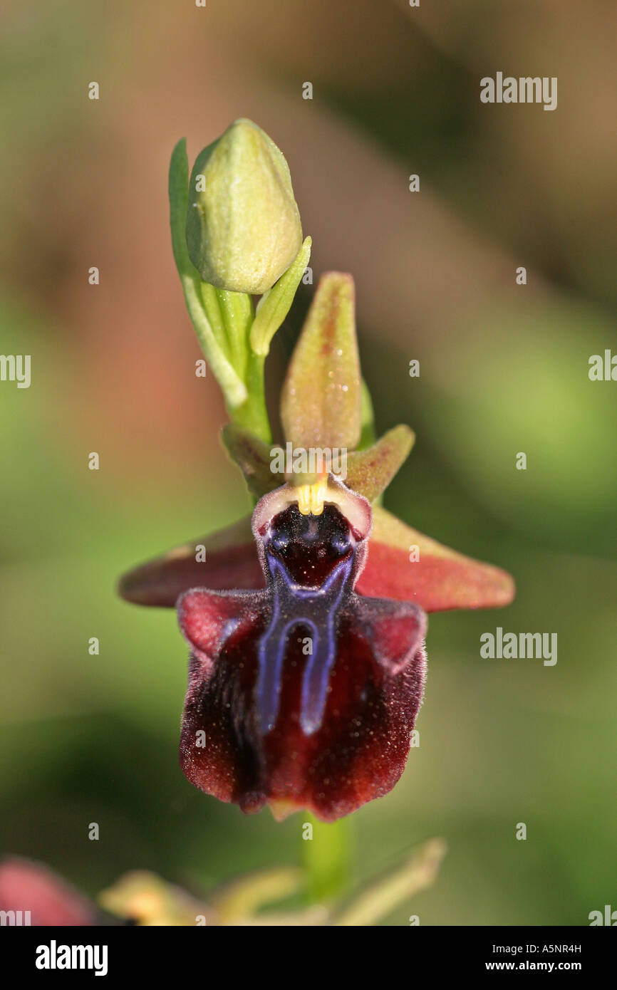 early spider orchid Ophrys mammosa Stock Photo - Alamy