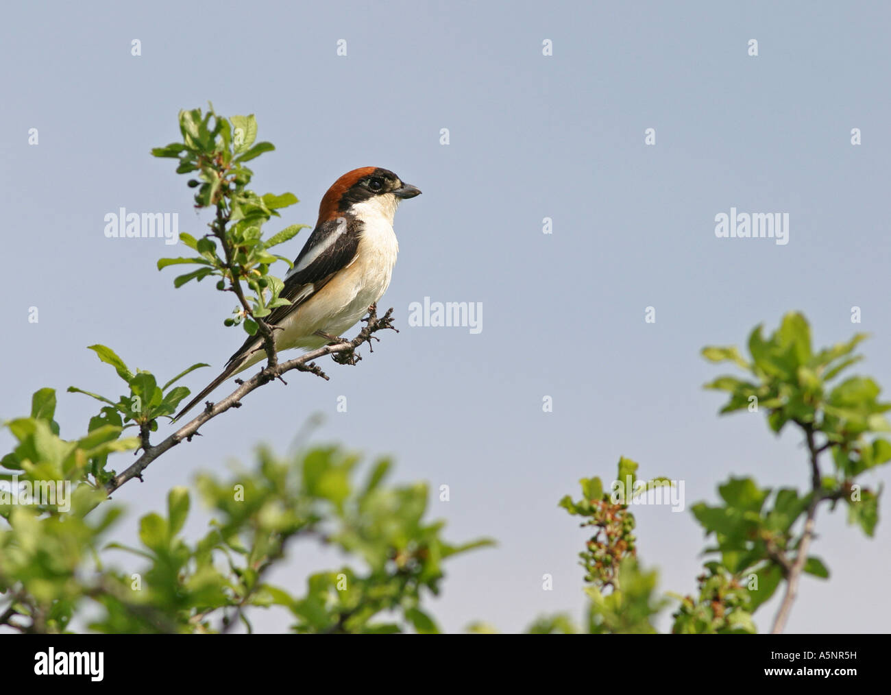 WOODCHAT SHRIKE Lanius senator Stock Photo - Alamy