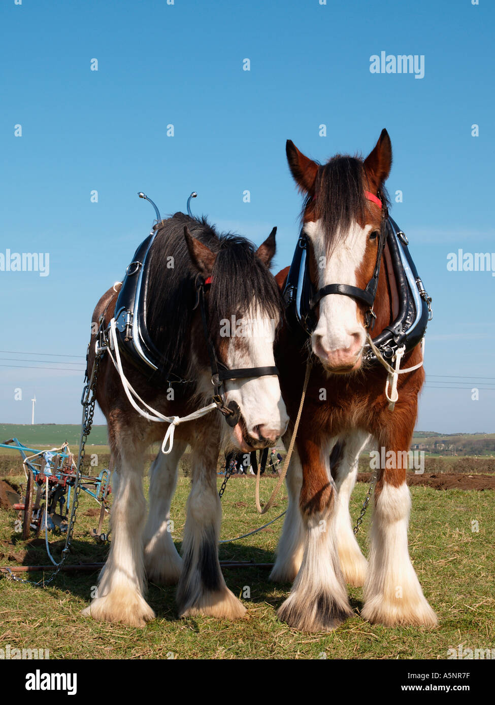 Pair of Shire horses stood together resting at Vintage Ploughing Match ...