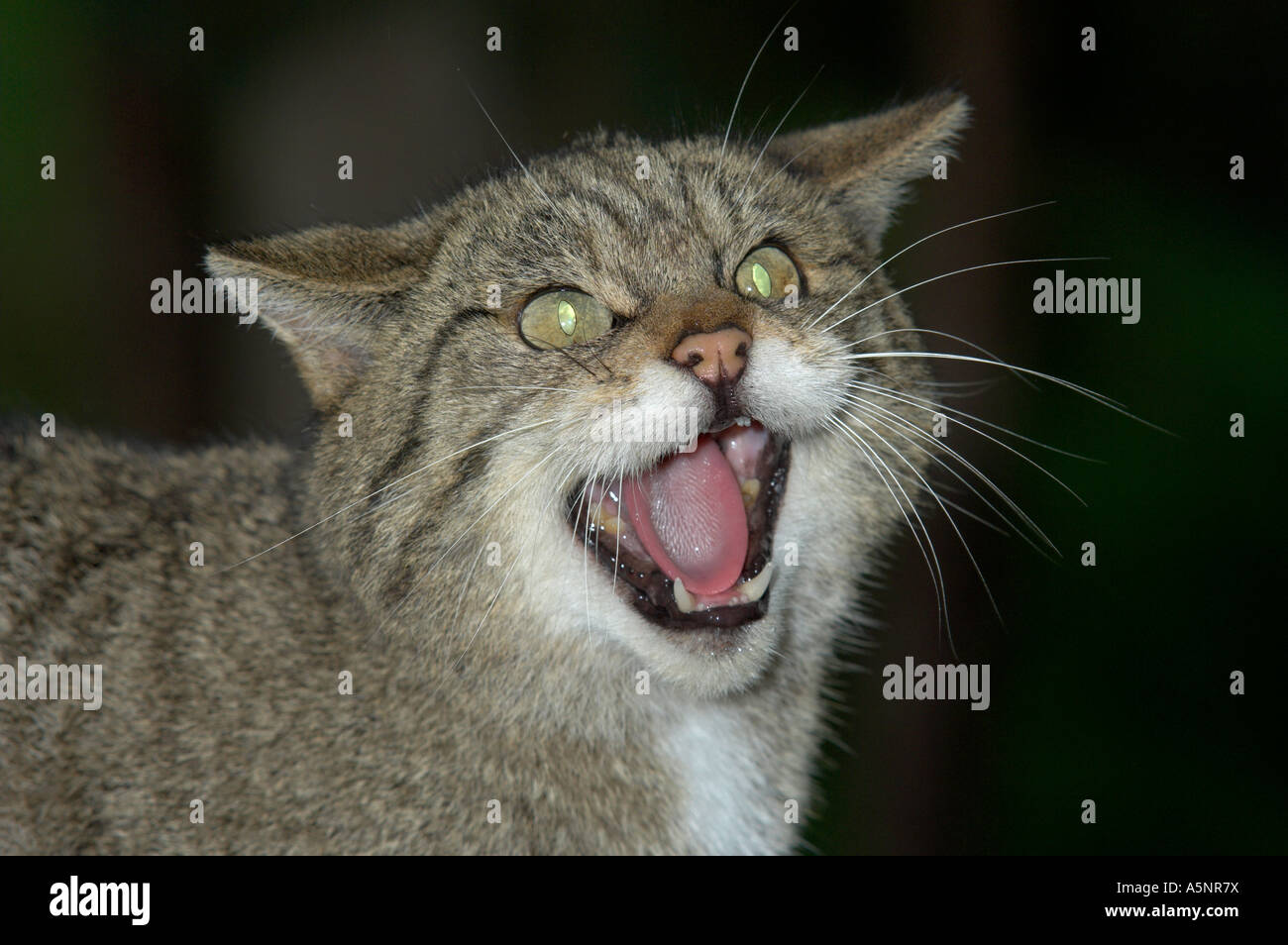 European Wild Cat, Felis silvestris, snarling Stock Photo - Alamy