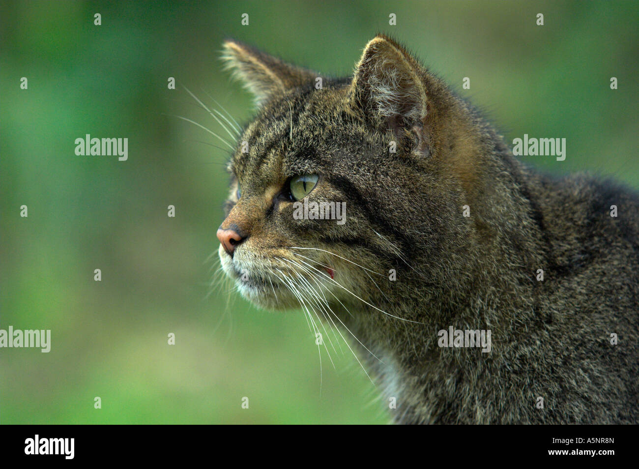 European Wild Cat, Felis silvestris Stock Photo - Alamy