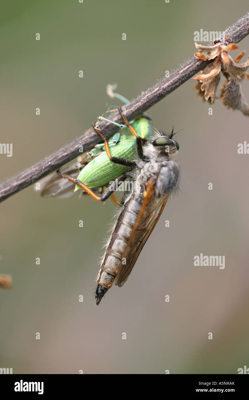 feeding by insects, Horse-fly as a predator of other invertebrates ...