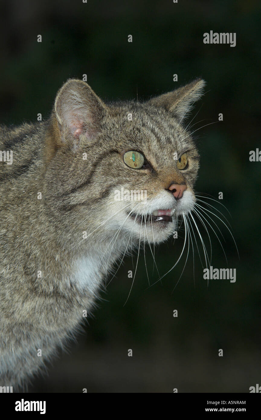 European Wild Cat, Felis silvestris Stock Photo - Alamy