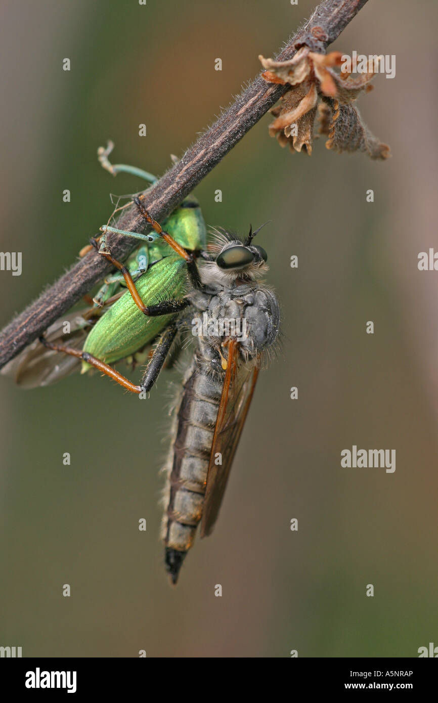 Invertebrates Insects