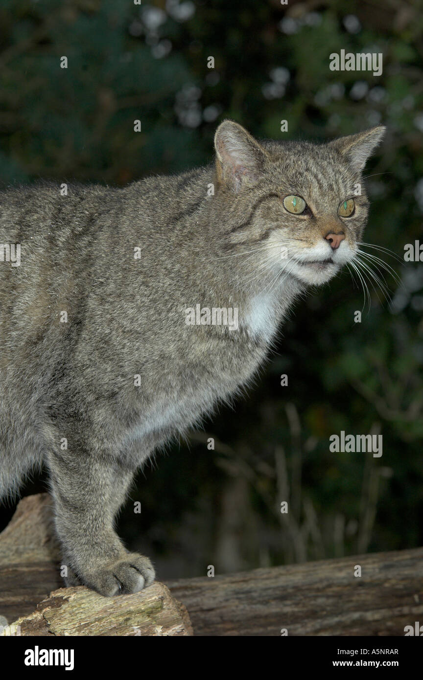 European Wild Cat, Felis silvestris Stock Photo - Alamy