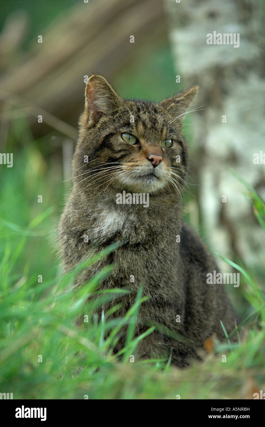 European Wild Cat, Felis silvestris Stock Photo - Alamy