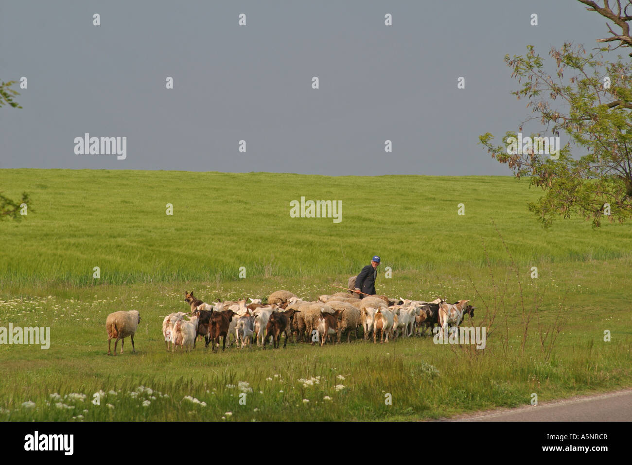 Shepherd and peasant woman hi-res stock photography and images - Alamy