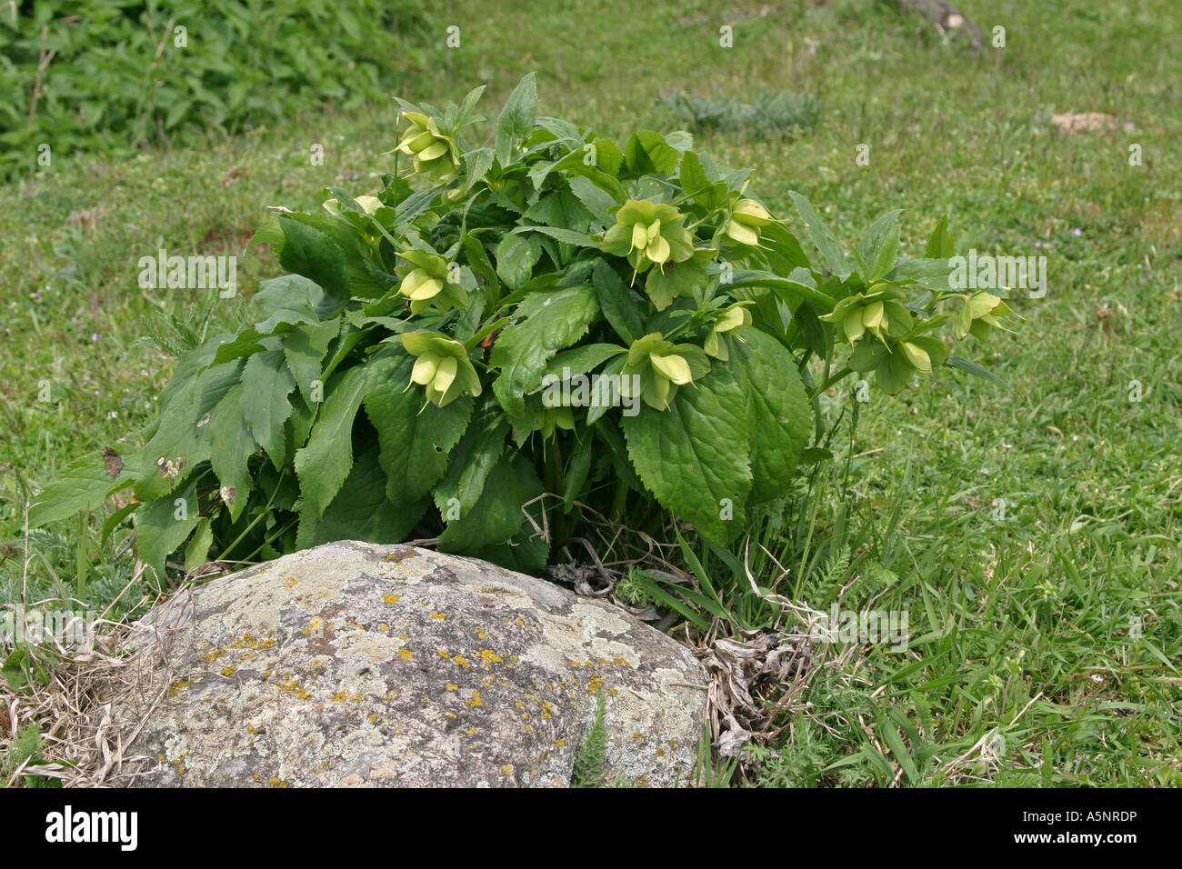 Helleborus viridis green hellebore wild Stock Photo - Alamy