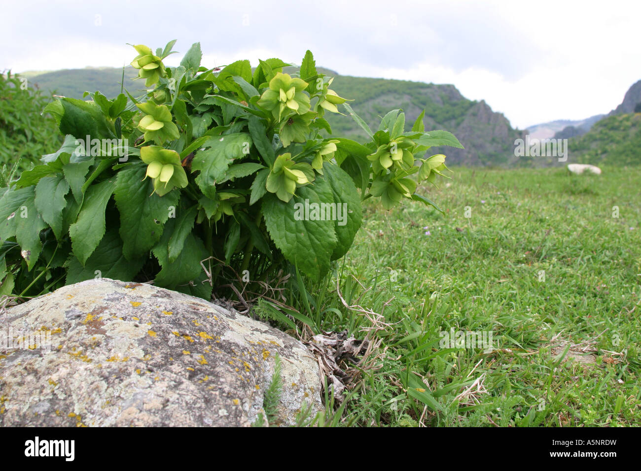 Helleborus viridis green hellebore wild Stock Photo - Alamy