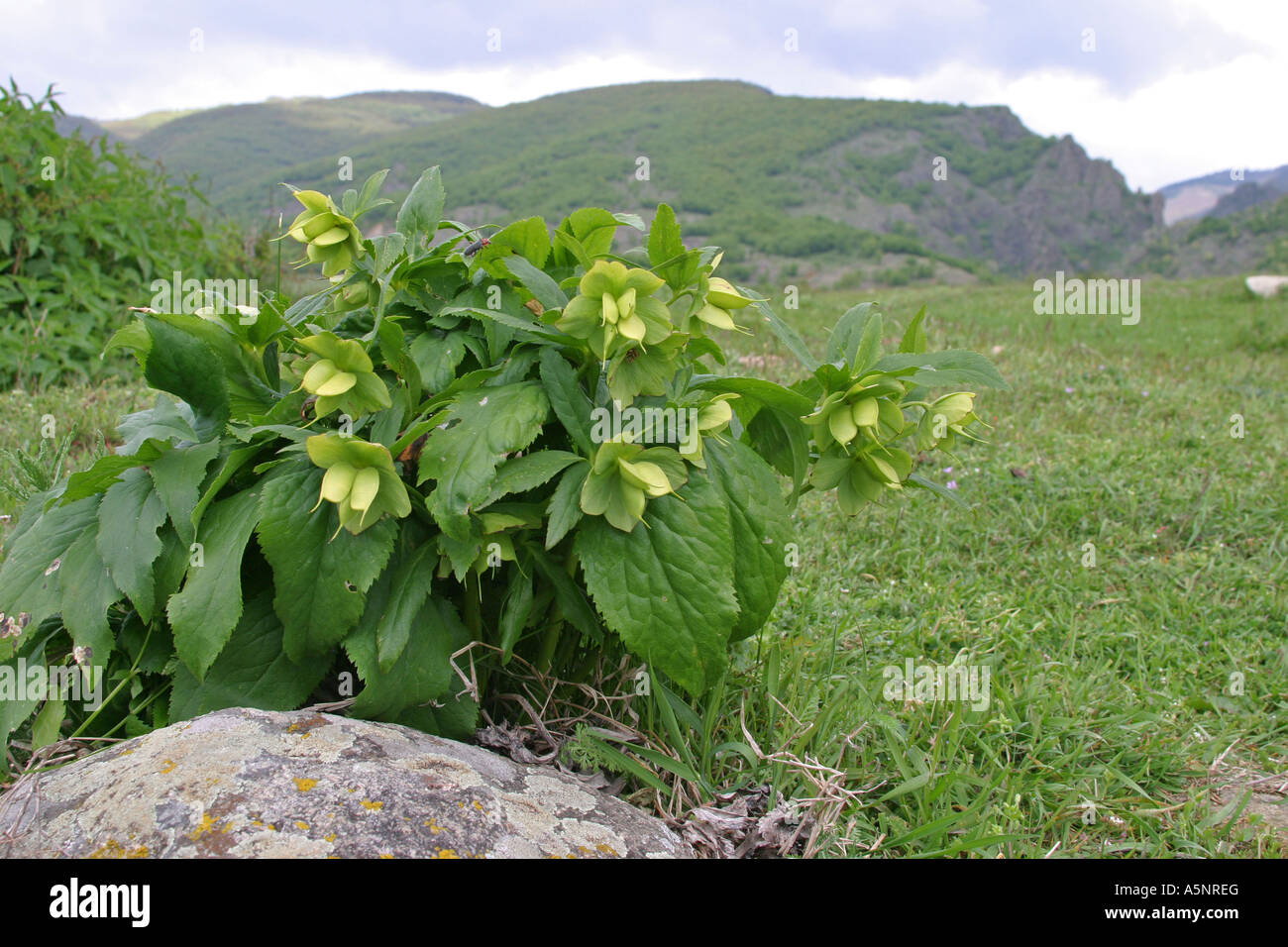Helleborus viridis green hellebore wild Stock Photo - Alamy