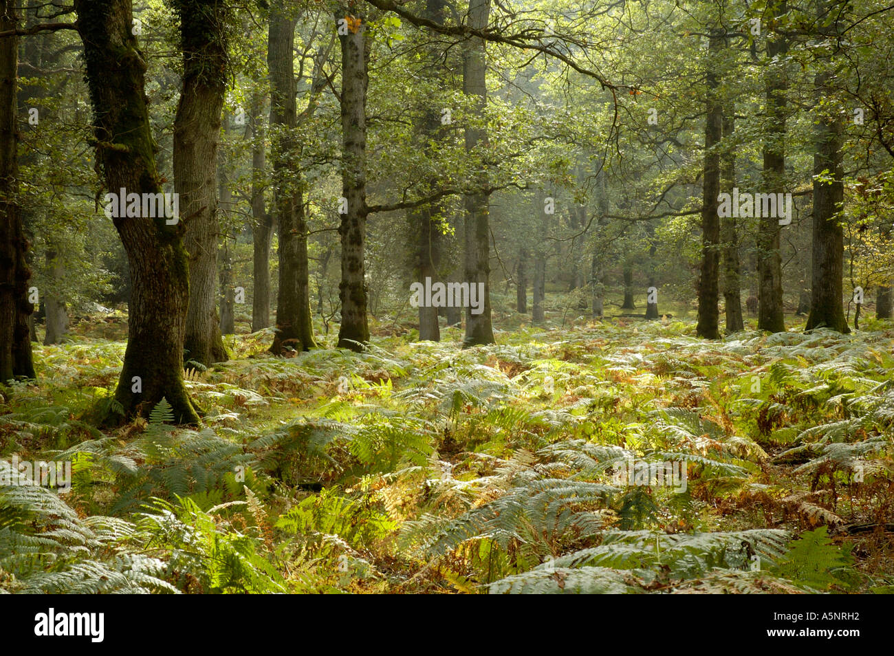Fritham woods hi-res stock photography and images - Alamy