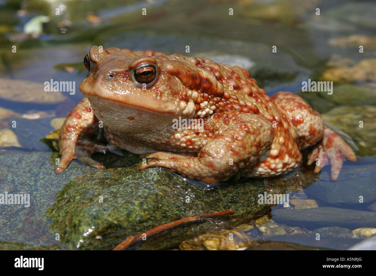 Walking common toads hi-res stock photography and images - Alamy