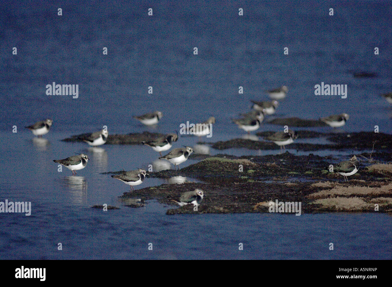 Oare marshes kent winter hi-res stock photography and images - Alamy