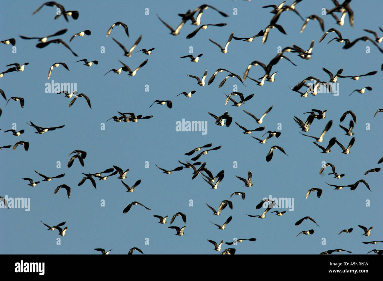 Stodmarsh nature reserve hi-res stock photography and images - Alamy