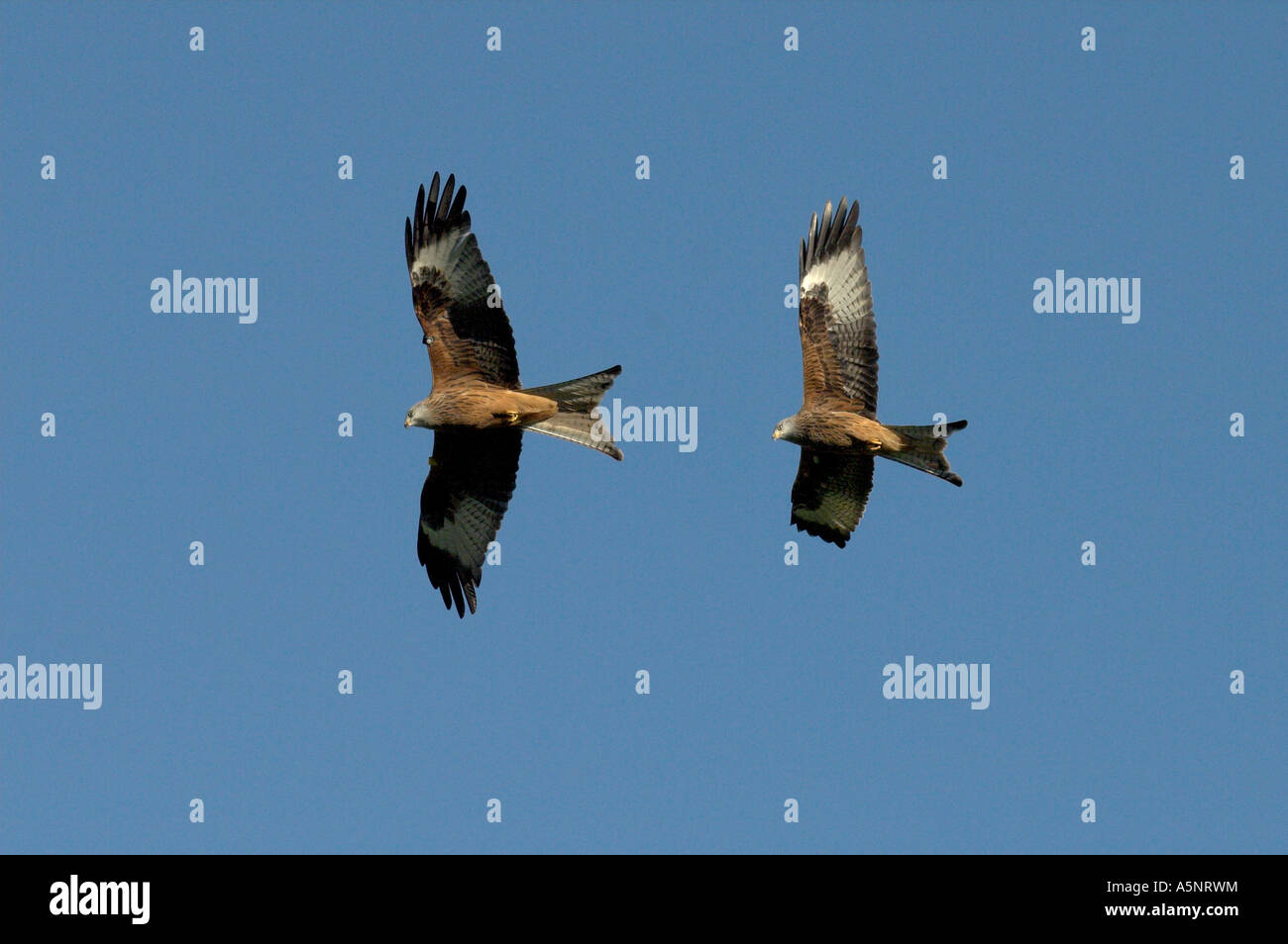 Pair red kites in flight hi-res stock photography and images - Alamy