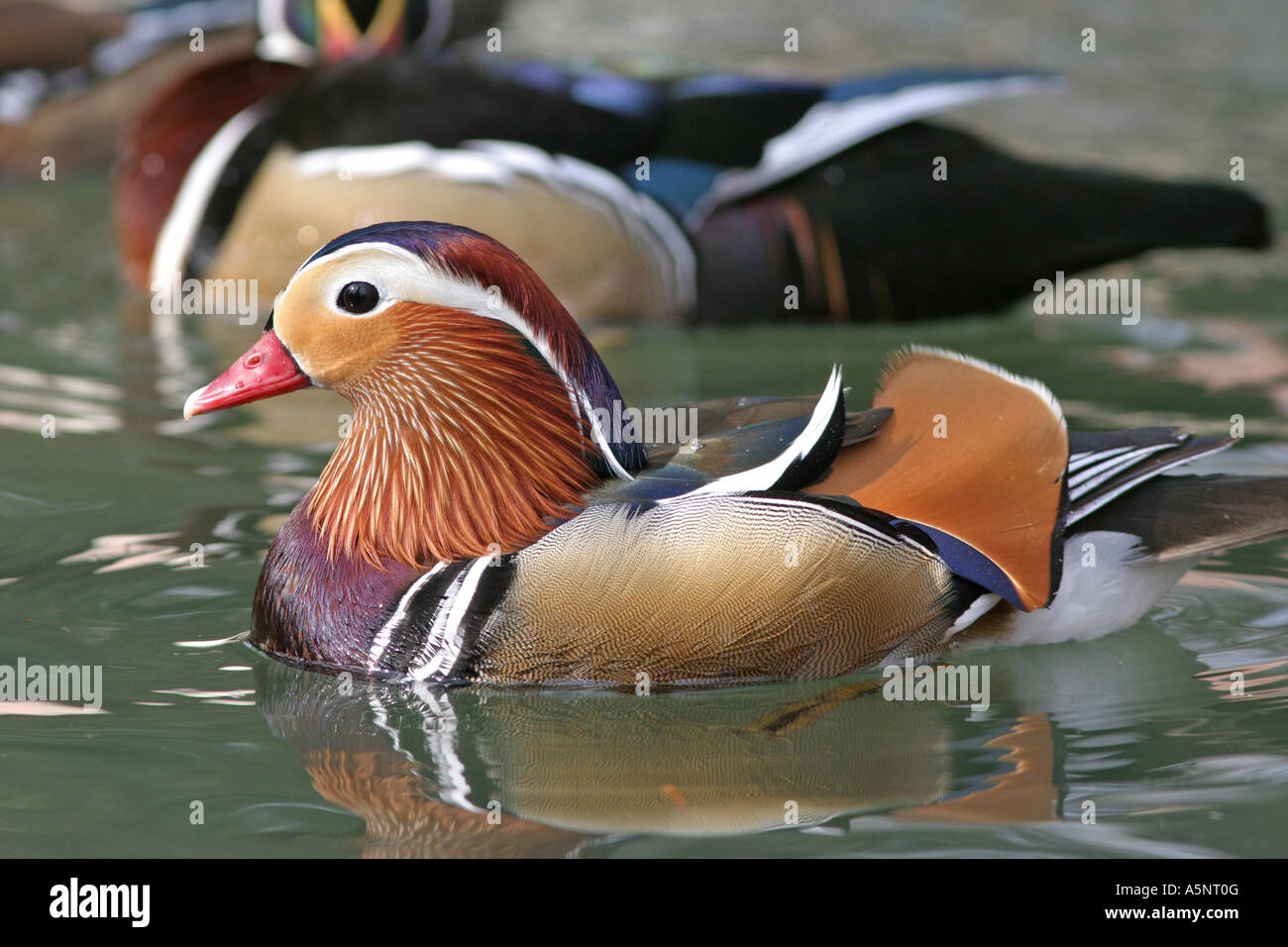 Aix sponsa duck ducks wildfowl hi-res stock photography and images - Alamy