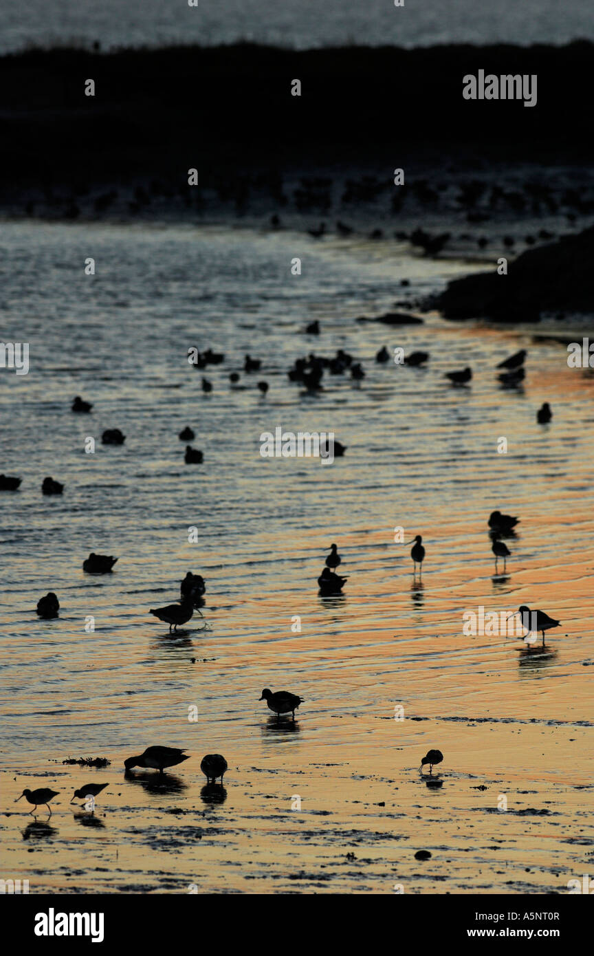 Swale estuary birds hi-res stock photography and images - Alamy