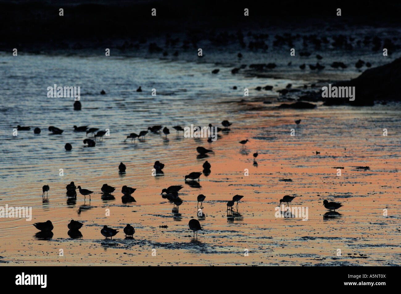 Swale estuary birds hi-res stock photography and images - Alamy