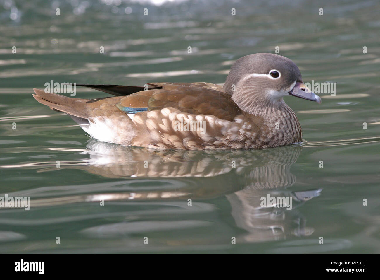 Mandarin duck, Aix sponsa ,female Stock Photo - Alamy