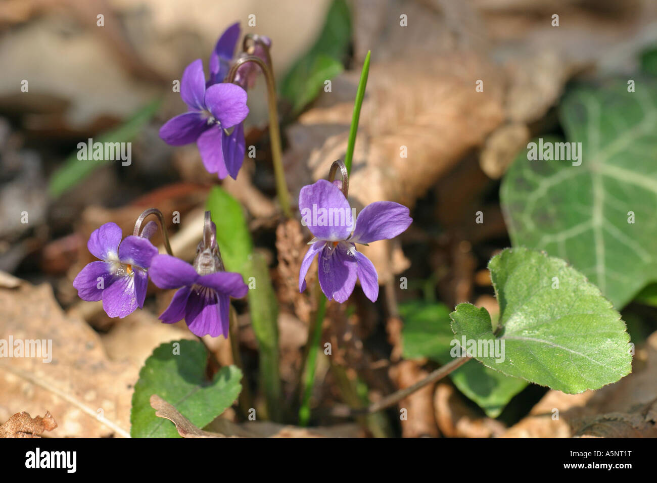 Blue violet viola odorata hi-res stock photography and images - Alamy