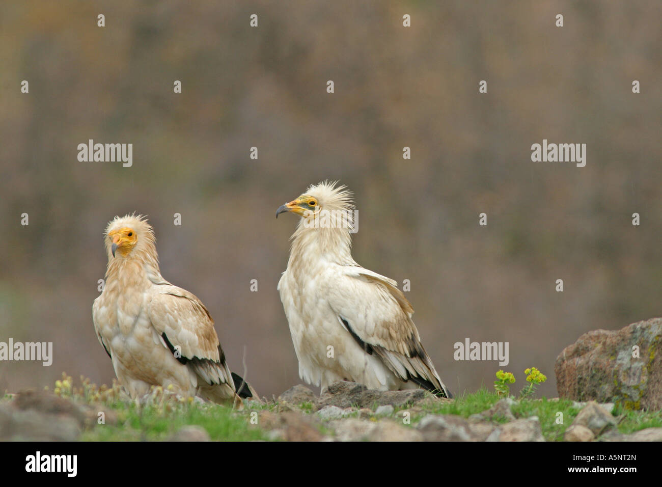 East rodopi hi-res stock photography and images - Alamy