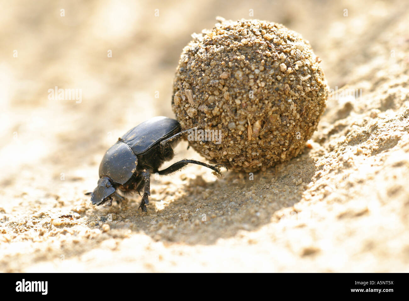 scarab beetle scarab Scarabaeus sacer with excrement ball Stock Photo ...