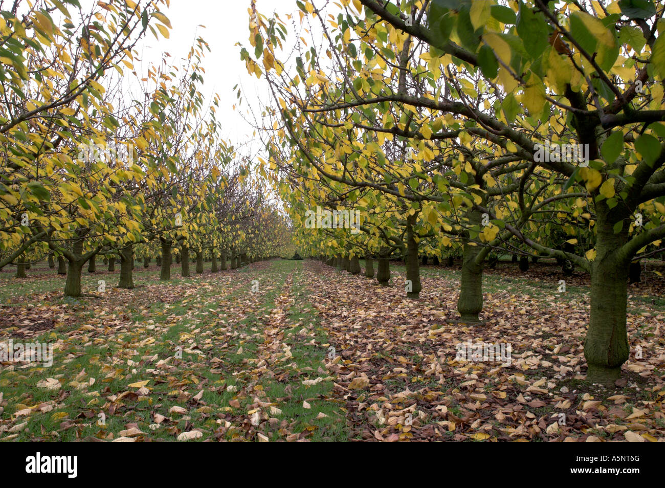 Orchard in autumn, Kent, England Stock Photo - Alamy