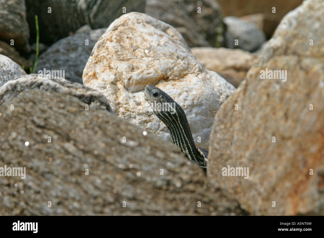 Balkan Terrapin, Mauremys caspica rivulata,Stripe, Necked Stock Photo ...