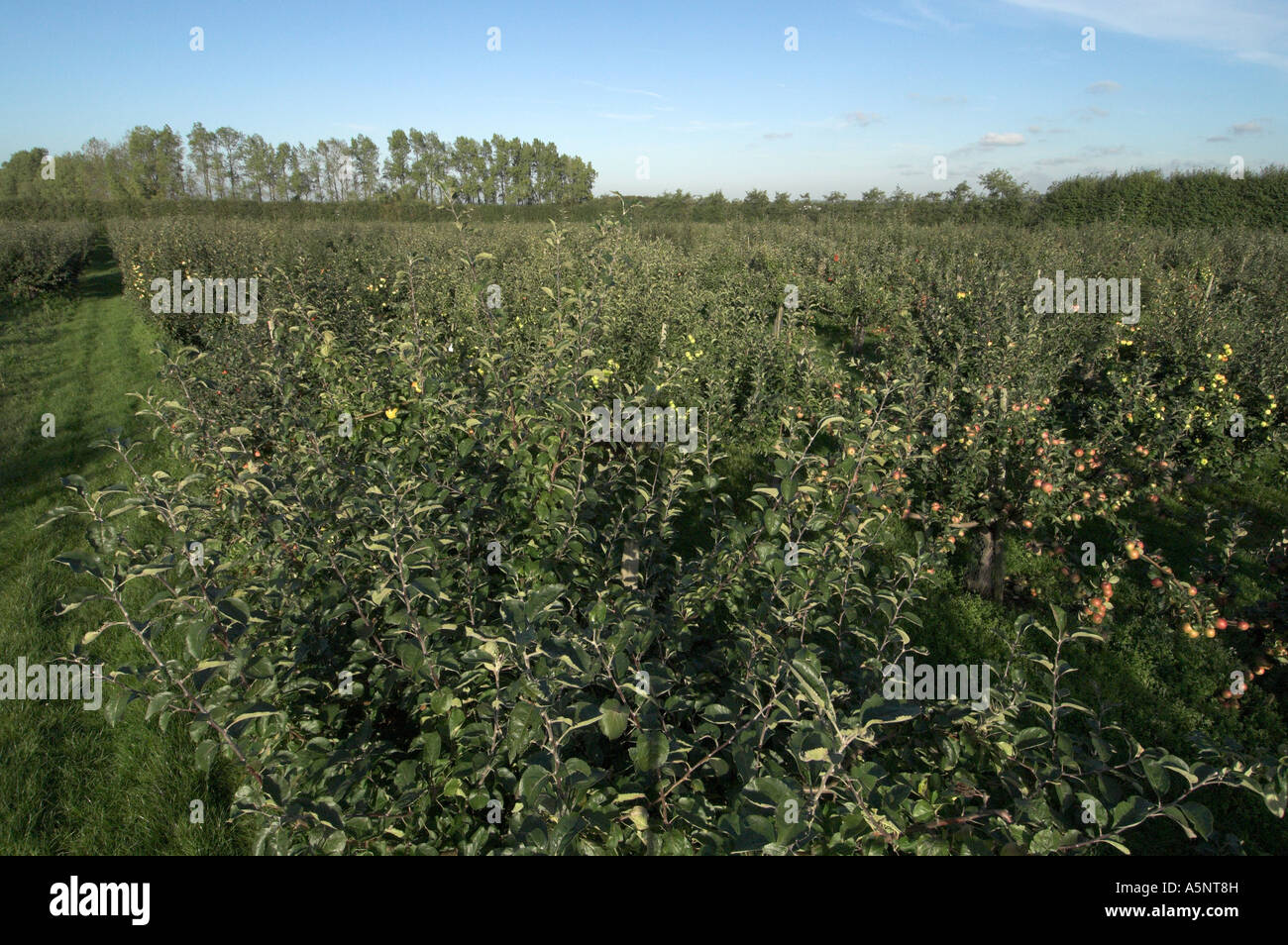 Fruit Orchards Kent High Resolution Stock Photography and Images - Alamy
