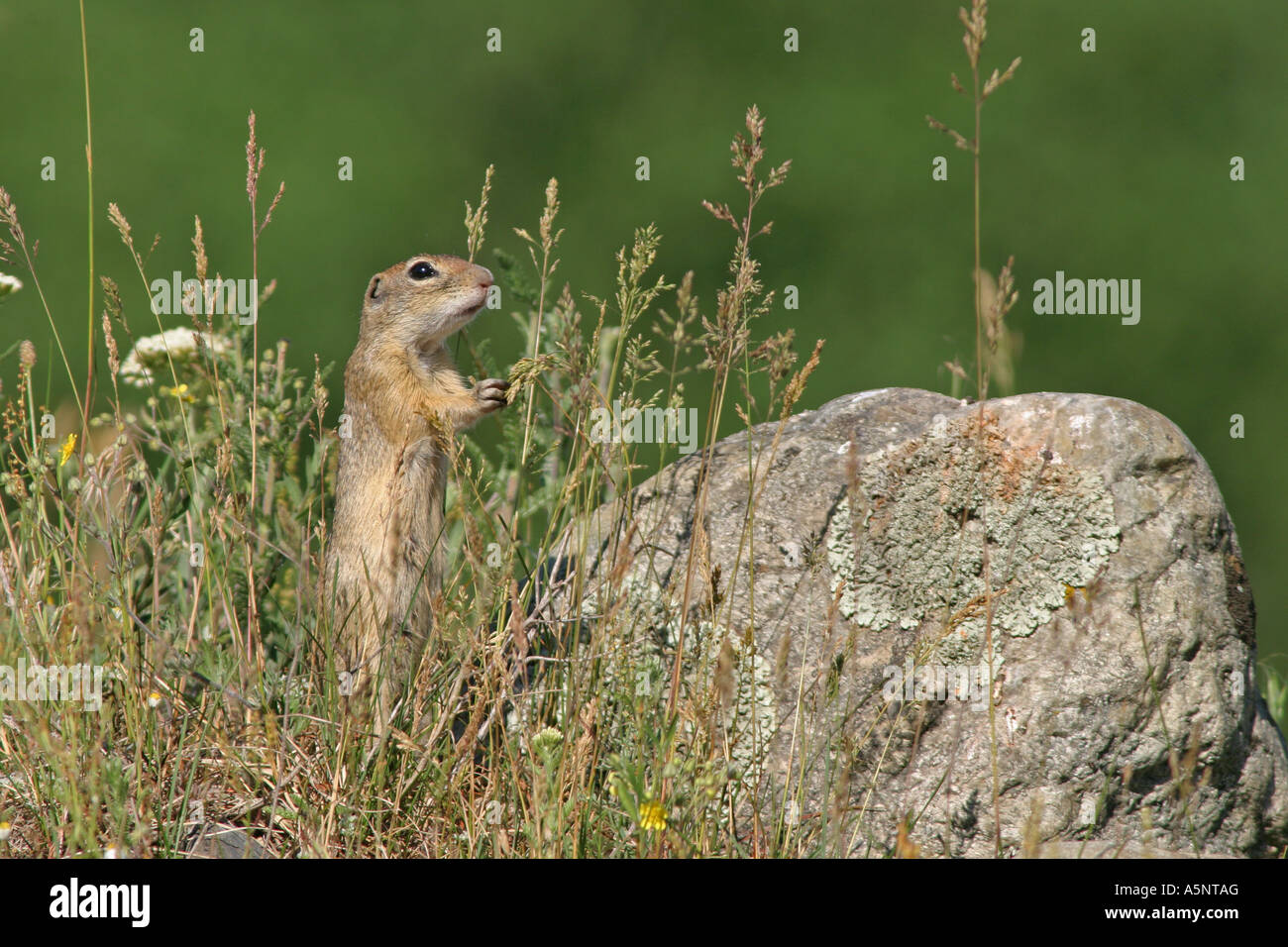 European ground squirrel European suslik European souslik Citellus ...