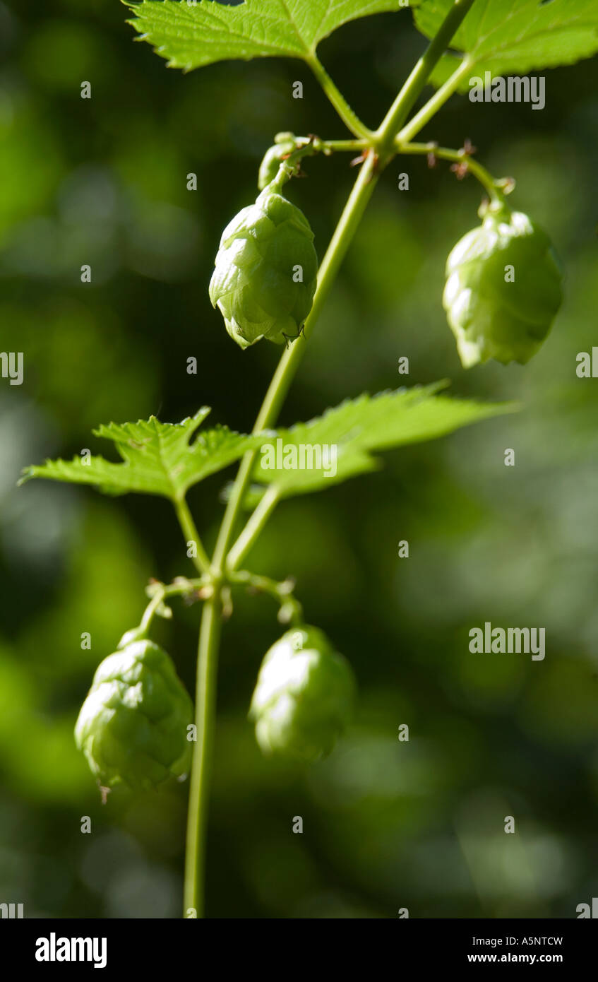 Hop flowers hi-res stock photography and images - Alamy
