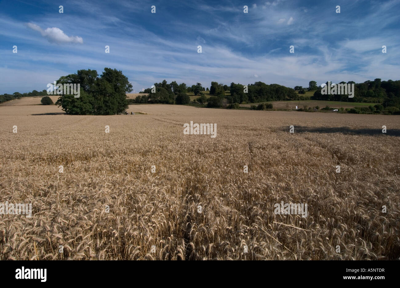 Barley crop, Faversham, Kent, England, UK Stock Photo - Alamy