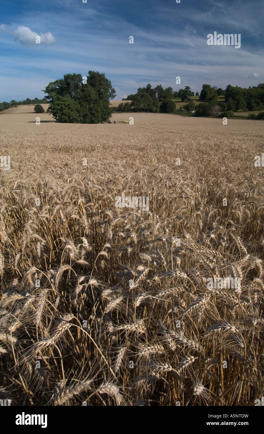 Barley crop, Faversham, Kent, England, UK Stock Photo - Alamy