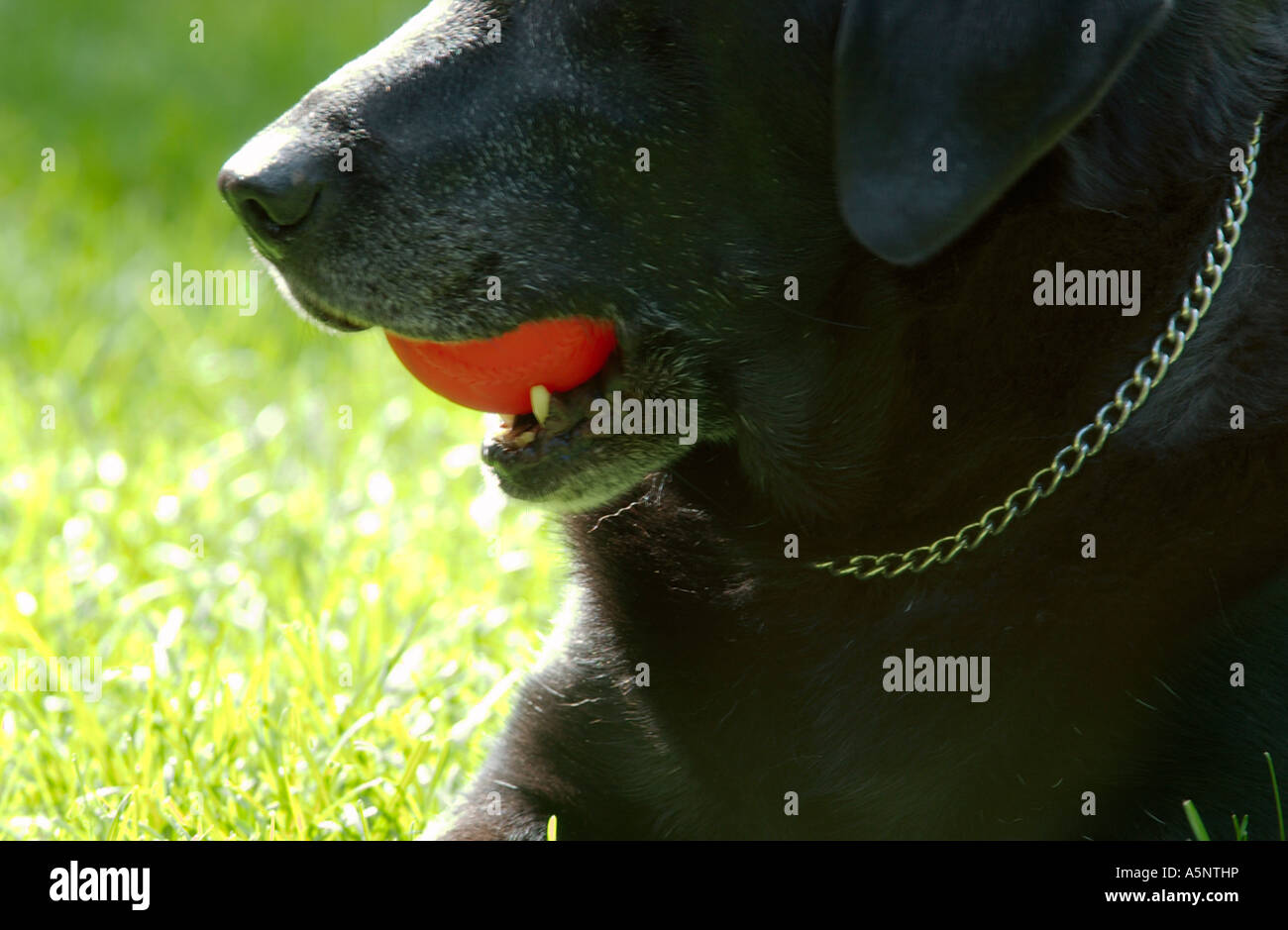 Play with dog Stock Photo - Alamy